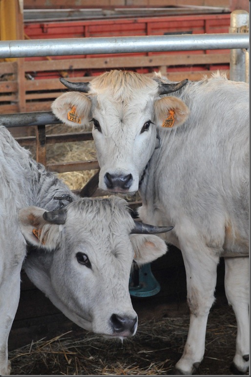 Mirandaise cows on a tidy small farm – Grasspunk Farm
