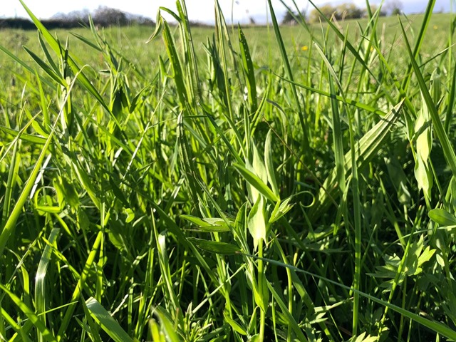 spring growth with wild pea and some new angus cows – Grasspunk Farm